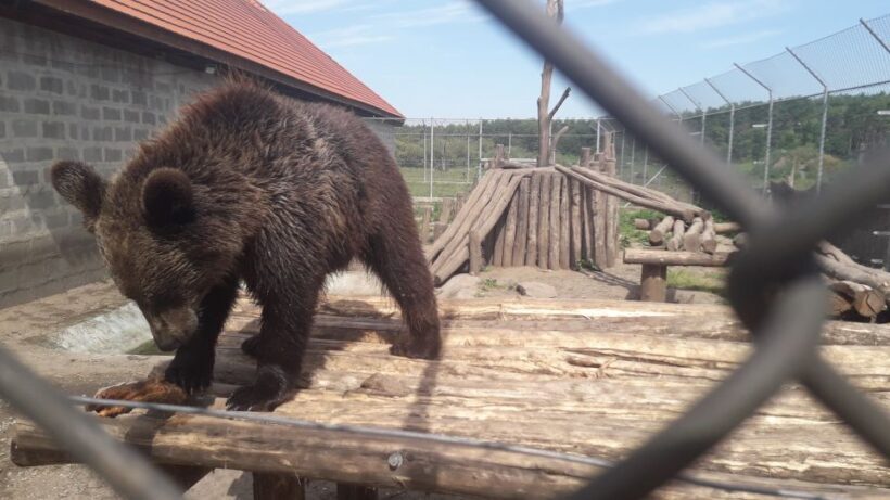 Budapest: Transport & Guided Tour of Bear and Wolf Sanctuary - A Closer Look at the Experience