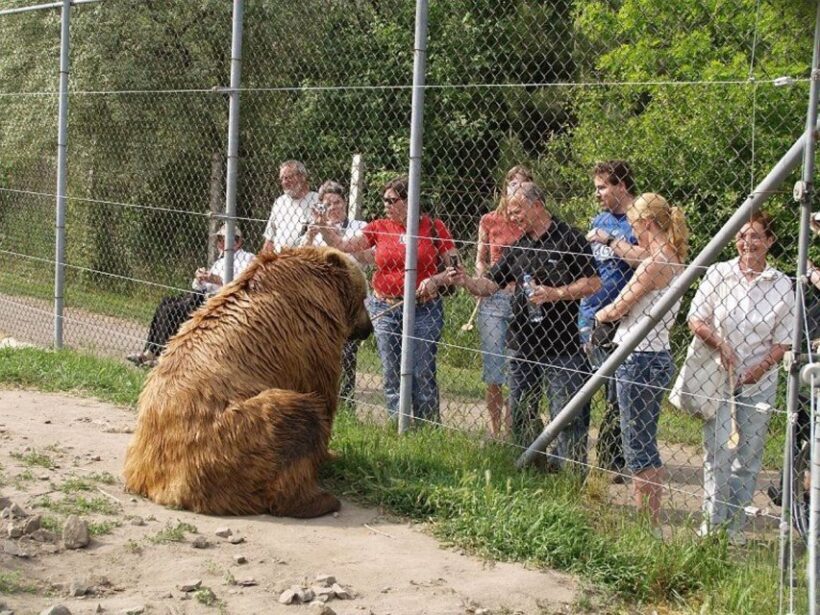 Budapest: Transport & Guided Tour of Bear and Wolf Sanctuary - The Bottom Line