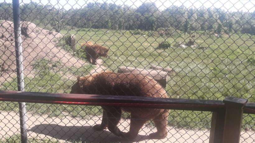 Budapest: Transport & Guided Tour of Bear and Wolf Sanctuary - Frequently Asked Questions