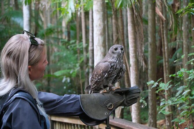 Buderim Forest Flight Owl Encounter and Tour - Authentic Reviews Highlighting the Experience