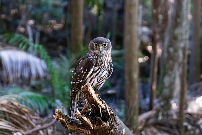 Buderim Forest Flight Owl Encounter and Tour - The Sum Up: Is It Worth It?