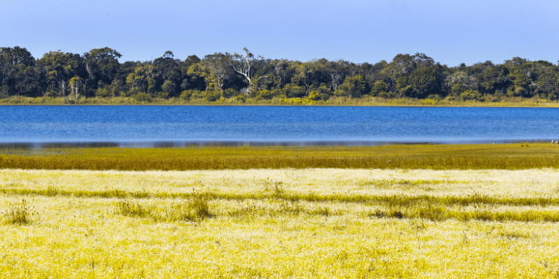 Budget Safari to Wilpaththu National Park from Anuradhapura - Why We Like This Experience