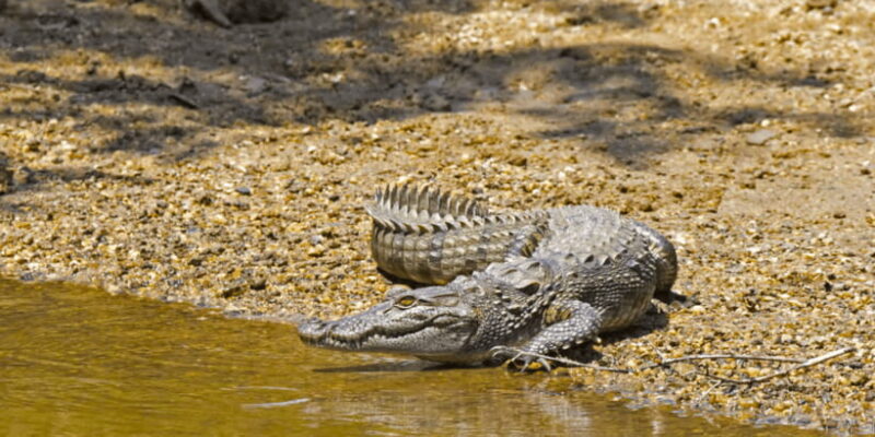 Budget Safari to Wilpaththu National Park from Anuradhapura - The Itinerary and What to Expect