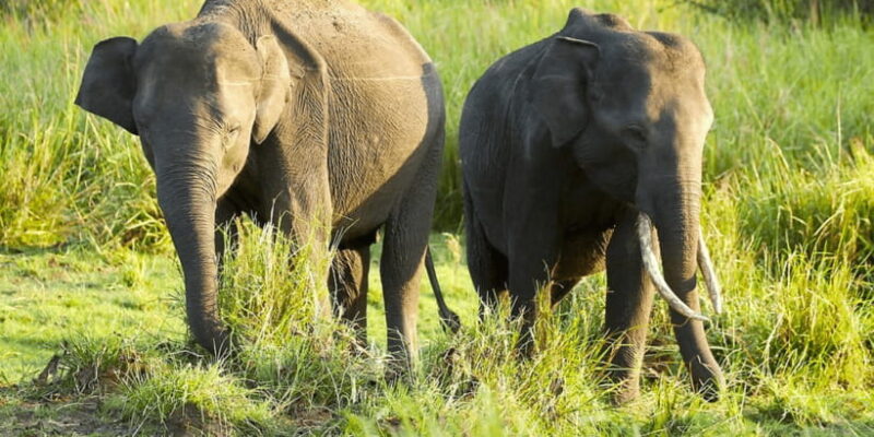 Budget Safari to Wilpaththu National Park from Anuradhapura - The Practicalities and What to Keep in Mind