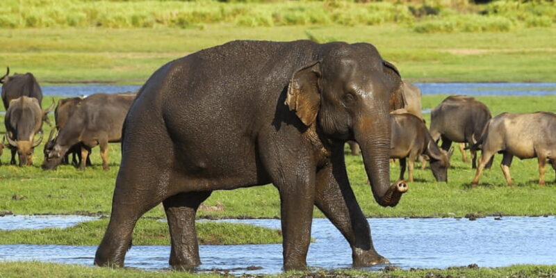 Budget Safari to Wilpaththu National Park from Anuradhapura - Final Thoughts