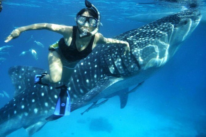 Budgeted: Bohol to Oslob Cebu Whale Shark Experience - Practical Considerations