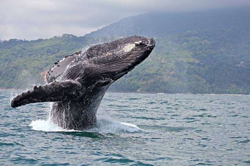 Buenaventura: Pacific Coast Whale Watching Tour - Key Points