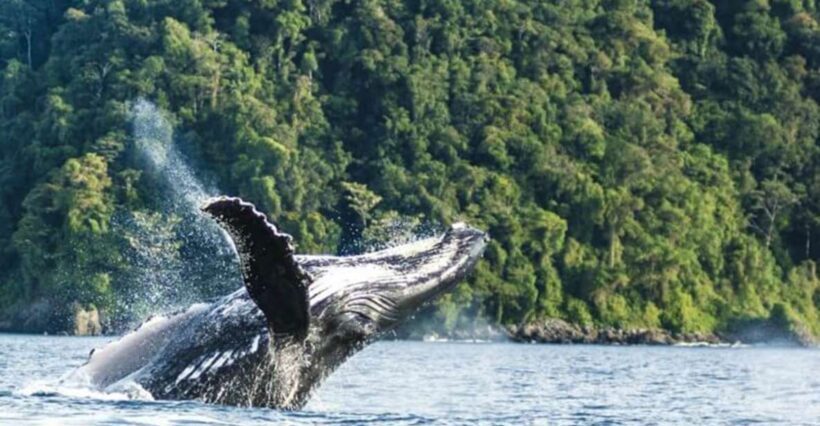 Buenaventura: Pacific Coast Whale Watching Tour - Exploring and Dining
