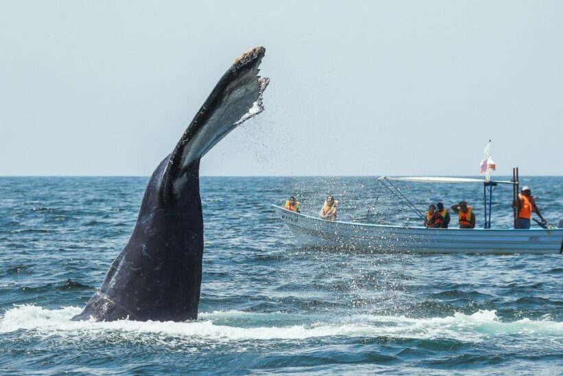 Buenaventura: Whale Watching Trip with Overnight Stay - Key Points