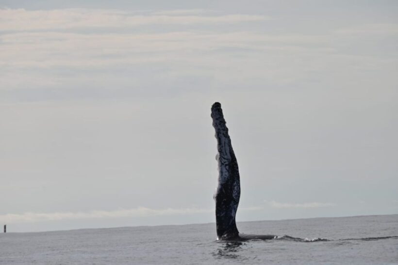 Buenaventura: Whale Watching Trip with Overnight Stay - Practical Tips for Travelers