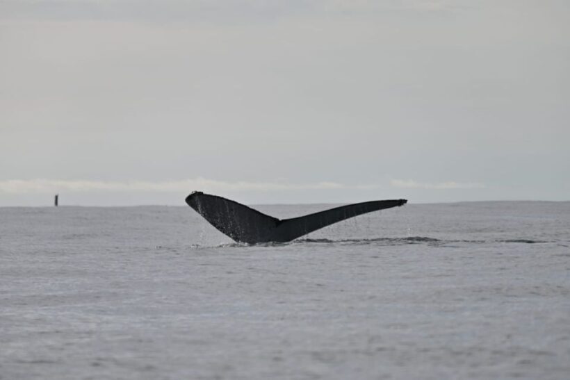 Buenaventura: Whale Watching Trip with Overnight Stay - Final Thoughts: Is This Tour for You?