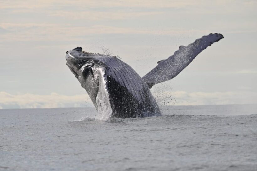 Buenaventura: Whale Watching Trip with Overnight Stay - FAQ