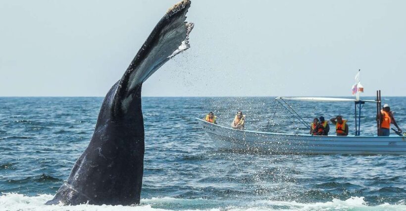 Buenaventura: Whale Watching Trip with Overnight Stay - Final Word