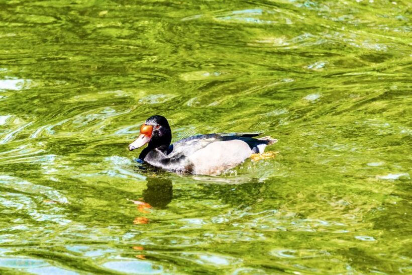 Buenos Aires: Bioparque Temaiken with Transfers - Key Points