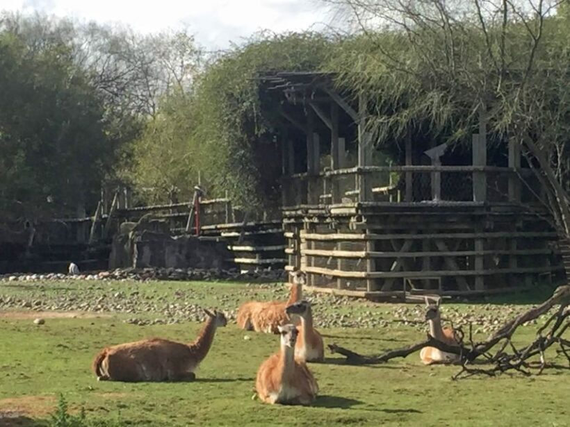 Buenos Aires: Bioparque Temaiken with Transfers - Final Thoughts