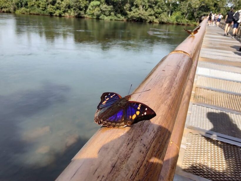 Buenos Aires: Iguazu Falls Private Tour with Flights - Who Would Love This Tour?