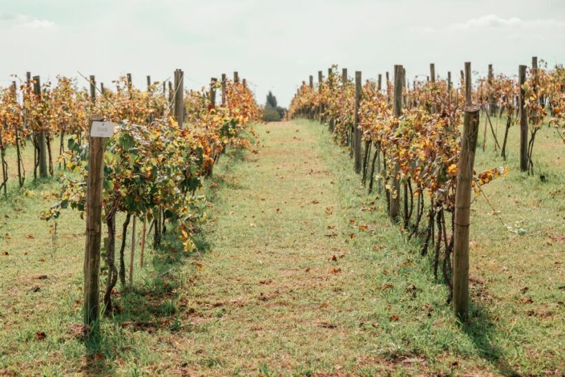 Buenos Aires: Wine Tasting and Lunch at Bodega Gamboa - FAQ