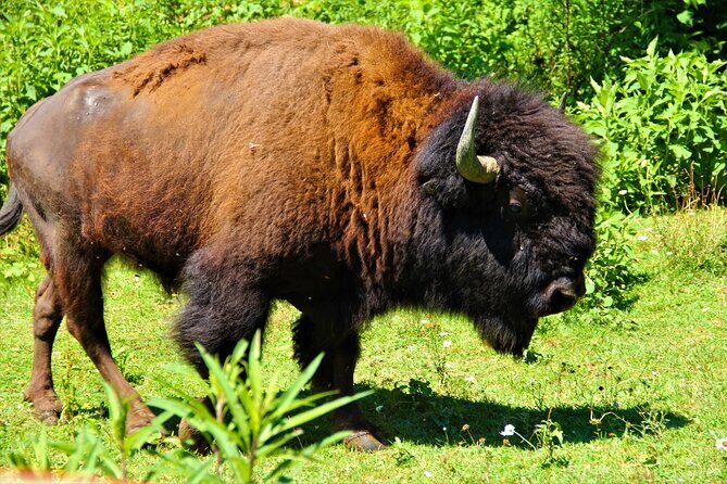 Buffalo Creek Ranch Tour Experience - Authentic Experiences and Traveler Tips