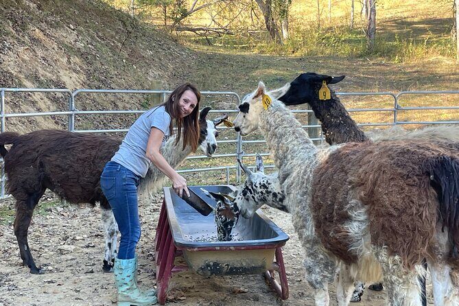 Buffalo Creek Ranch Tour Experience - The Sum Up: A Genuine Rural Experience Close to Asheville