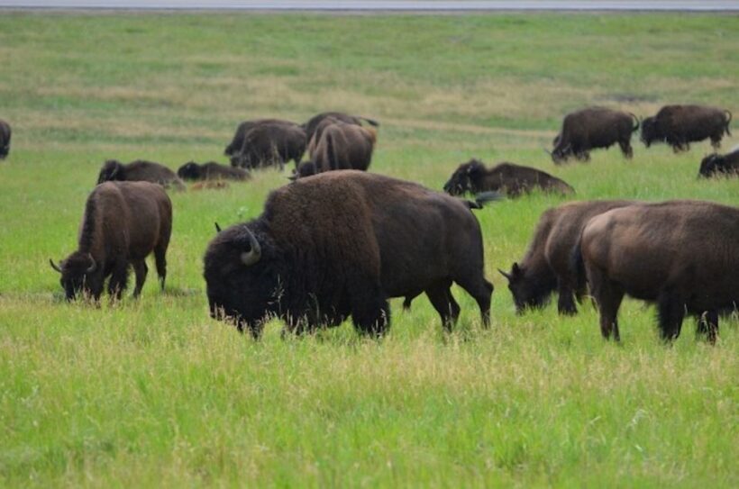 Buffalo Jeep Safari & Mammoth Site Tour - The Sum Up