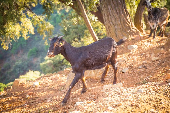 Buggy Adventure with Incredible Views of the Sea and the Reservoir - Frequently Asked Questions