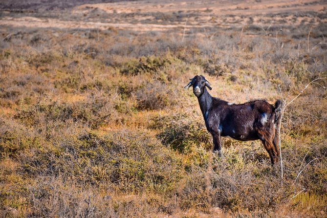 Buggy Fuerteventura Off-Road Excursions - Inclusions and Whats Provided
