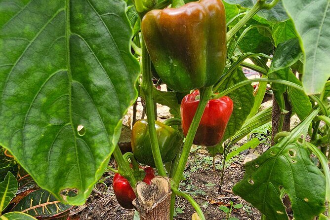 Buggy, horse and plantation ranch - Included Extras: Comfort and Local Flavors