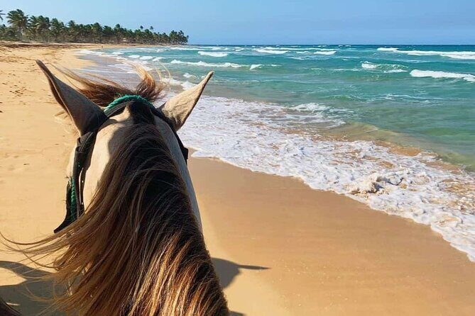 Buggy, Horse and Zip Line with Lunch included from Punta Cana - FAQ