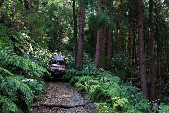 Buggy  Off-road Excursion- Coast to Coast  Half Day (Shared) - The Sum Up: The Real Value of a Buggy Coast to Coast Adventure