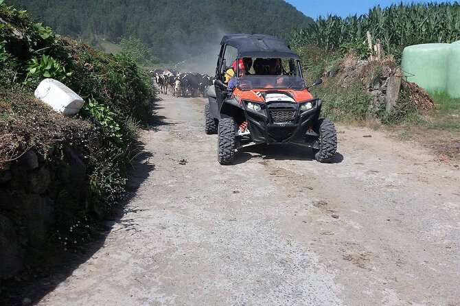 Buggy – Off-Road Excursion W/ Lunch – Coast to Coast (Shared) - Experience the Thrill of Buggy Riding