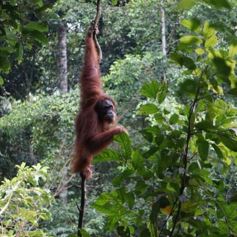 Bukit Lawang: 3-Day Unique Jungle Trek & River Tour - Practical Details and Considerations