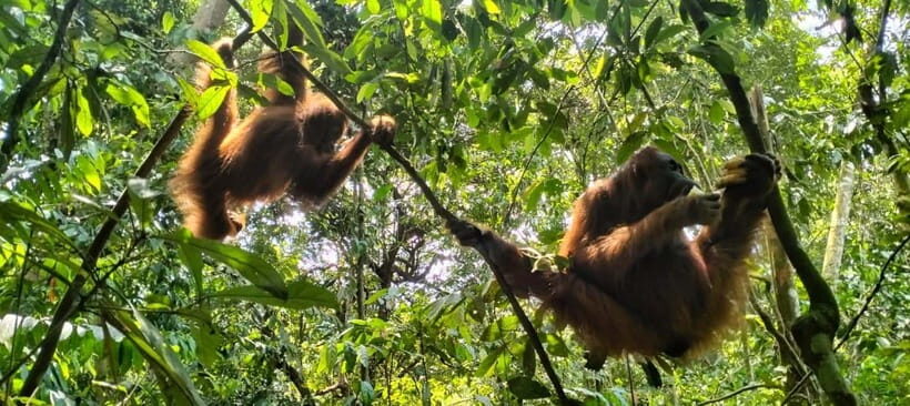 Bukit Lawang: 3-Day Wonderful Jungle Trek with Hostel - Exploring Bukit Lawang: A Gateway to Rainforest Adventure