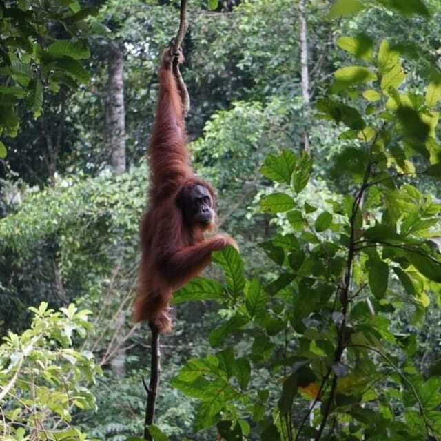Bukit Lawang: 3-Day Wonderful Jungle Trek with Hostel - Final Thoughts
