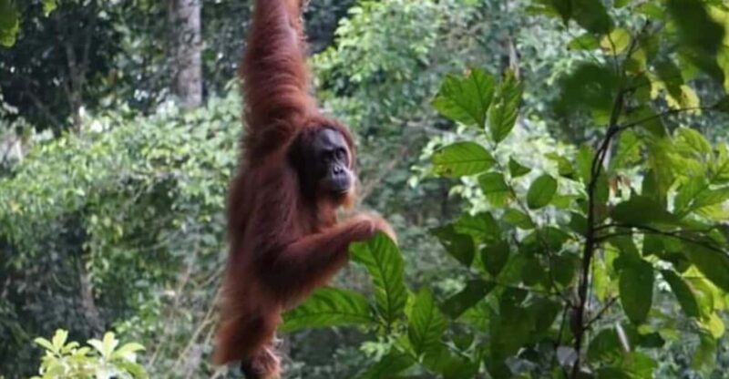 Bukit Lawang: A Unique Wildlife Tour & Overnight into Jungle - Final Thoughts