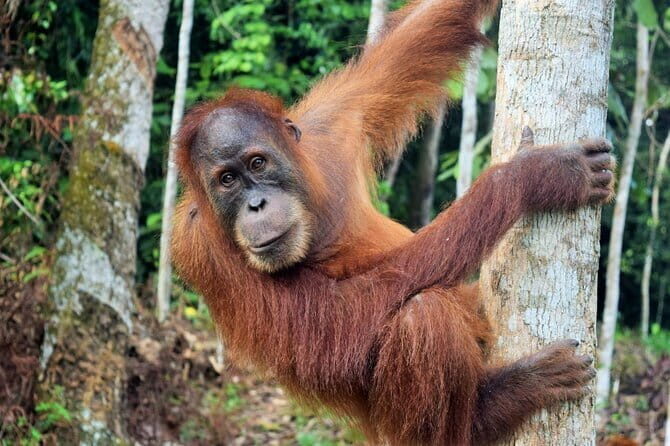 Bukit Lawang Berastagi 4 Days 3 Nights Volcano & Jungle Trekking - FAQs