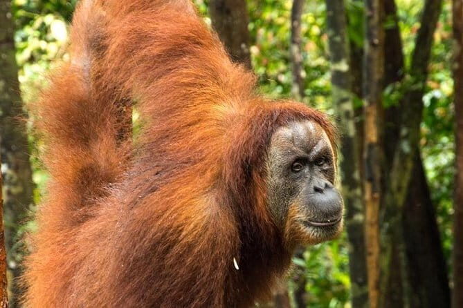 Bukit Lawang Berastagi 4 Days 3 Nights Volcano & Jungle Trekking - Final Thoughts