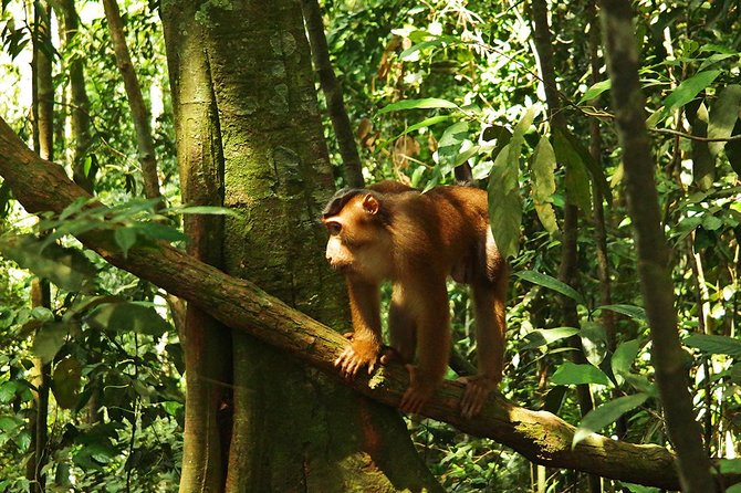 Bukit Lawang Full Day Jungle Trek - FAQ
