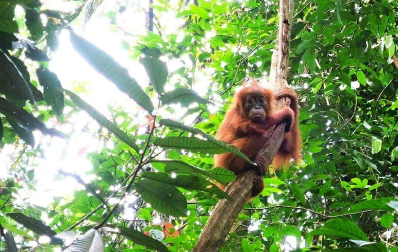 Bukit Lawang: Full Day Jungle Trek with Orangutan Spotting - Bukit Lawang: Full Day Jungle Trek with Orangutan Spotting — A Detailed Review