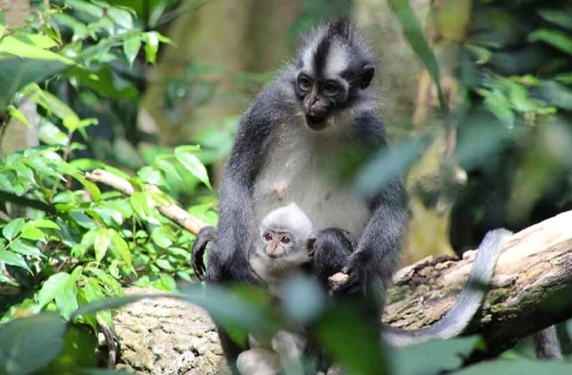 Bukit Lawang: Full Day Jungle Trek with Orangutan Spotting - What to Expect on the Jungle Trek