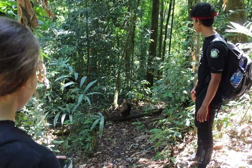 Bukit Lawang: Full Day Jungle Trek with Orangutan Spotting - Who Will Love This Tour?