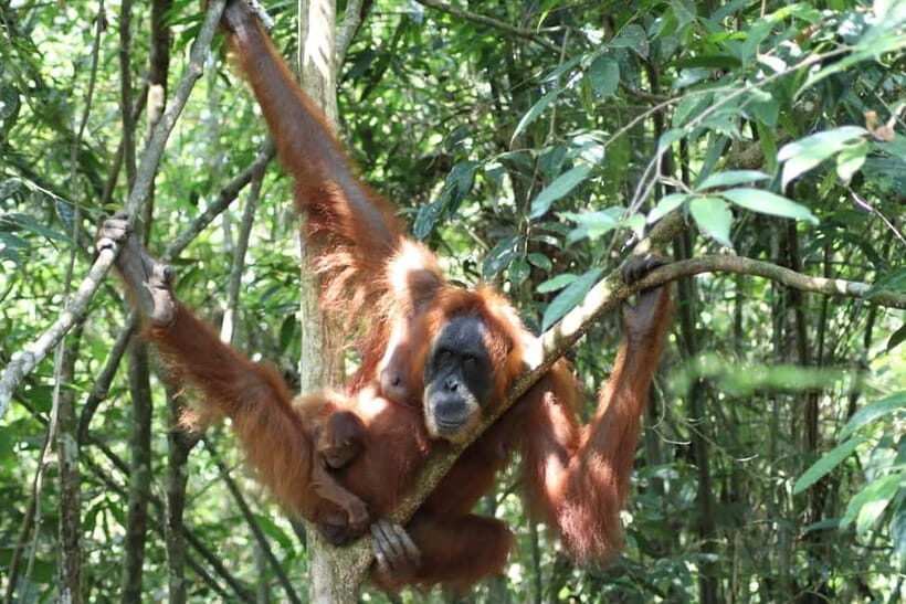 Bukit Lawang: Full Day Jungle Trek with Orangutan Spotting - Final Thoughts
