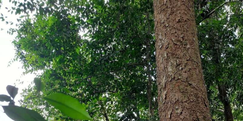 Bukit Lawang: Jungle Trekking and Rafting Day Trip - Key Points