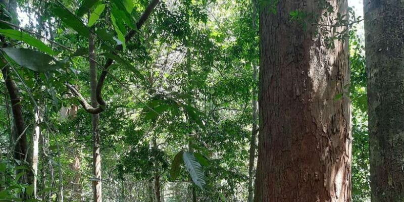 Bukit Lawang: Jungle Trekking and Rafting Day Trip - Real Travelers’ Experiences