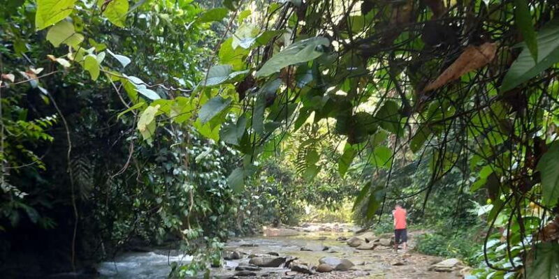 Bukit Lawang: Jungle Trekking and Rafting Day Trip - Practical Tips for Your Day Trip