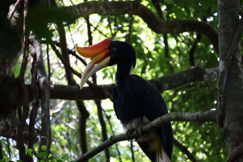 Bukit Lawang: Orangutan Jungle Trekking Tour & Homestay SAMA - What to Expect During the Trek