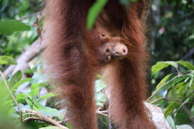 Bukit Lawang: Orangutan Jungle Trekking Tour & Homestay SAMA - Refreshing River Baths and Local Hospitality