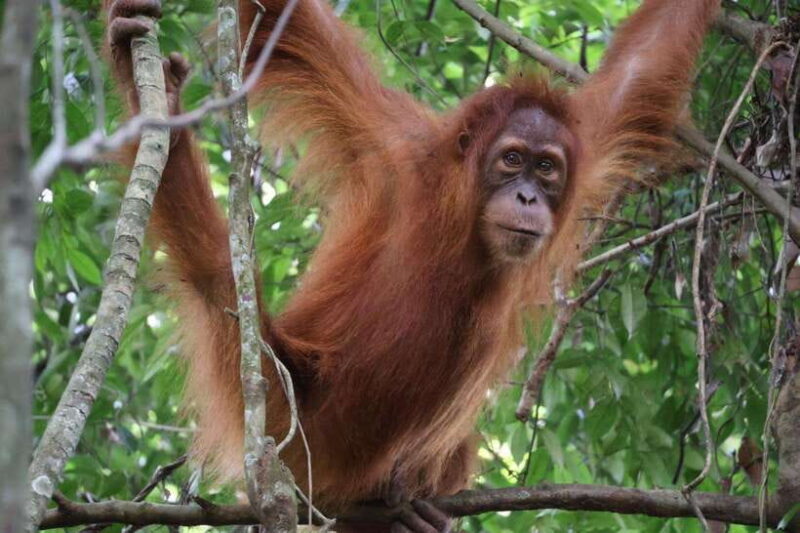 Bukit Lawang: Orangutan Jungle Trekking Tour & Homestay SAMA - The Logistics and Practicalities