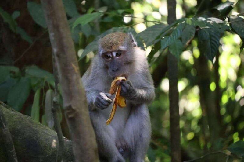 Bukit Lawang: Orangutan Jungle Trekking Tour & Homestay SAMA - Who Will Love This Tour?