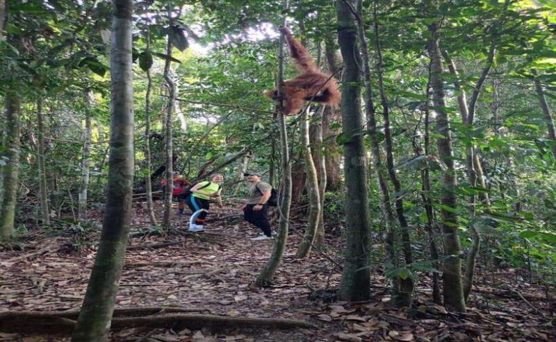 Bukit Lawang: Orangutan Tour & Wonderful Jungle View - Authentic Experiences and Honest Insights