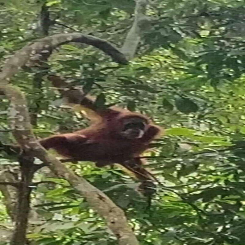 Bukit Lawang: Orangutan Tour & Wonderful Jungle View - Final Thoughts: Is It Worth It?